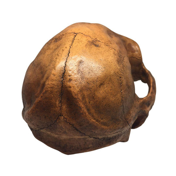 Prehistoric Australopithicus Africanus Cranium Skull Life Size for Ant ...