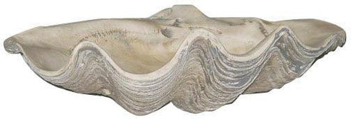 Clam Shell Garden Art Statue Lifelike Cement 22.5W – Museumize.com
