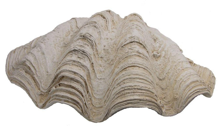 Clam Shell Garden Art Statue Lifelike Cement 22.5W – Museumize.com