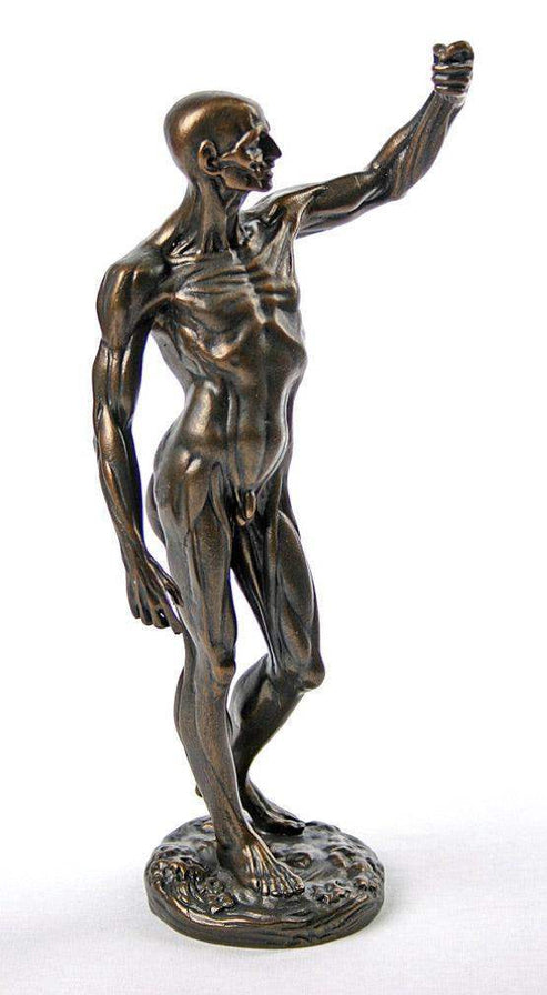 Anatomical Study of Flayed Male Man Anatomy L'ecorche Statue by Houdon ...